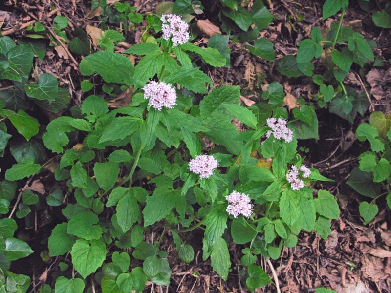 Valeriana officinalis - pianta medicinale naturale - CENTROVIVAI garden ...